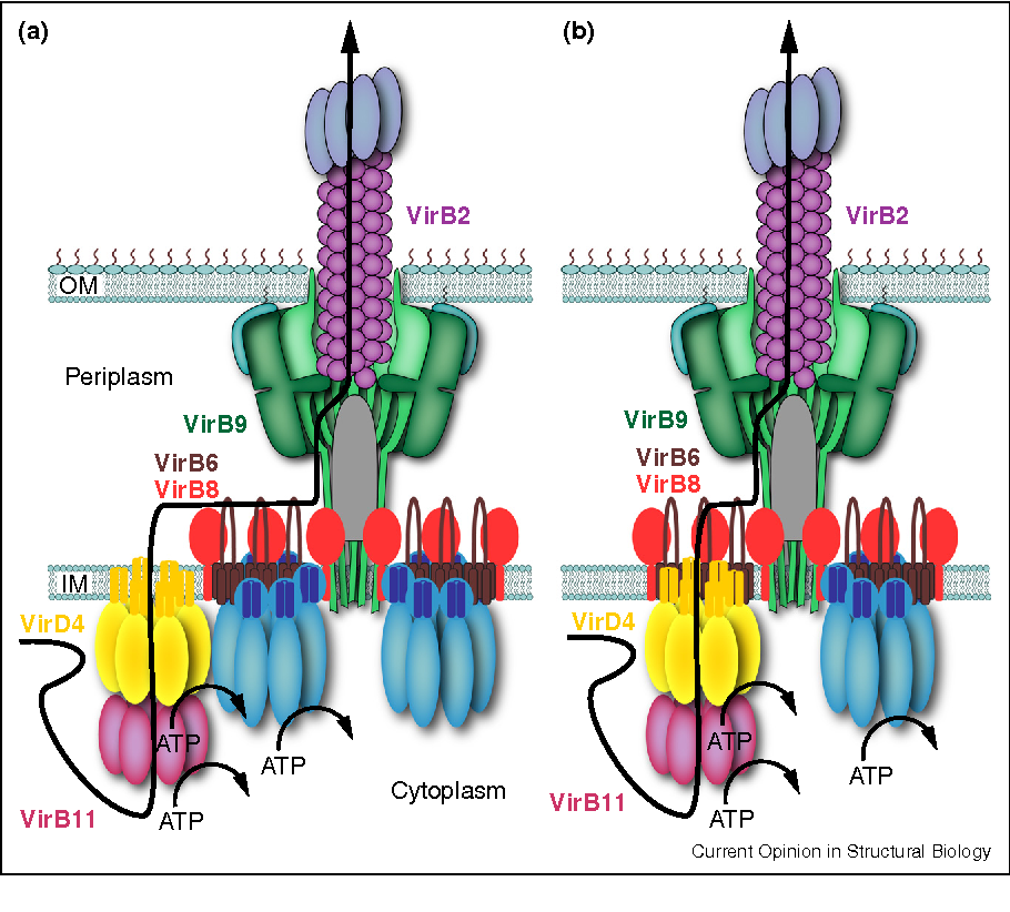 Type 4 Secretion System Slidesharetrick