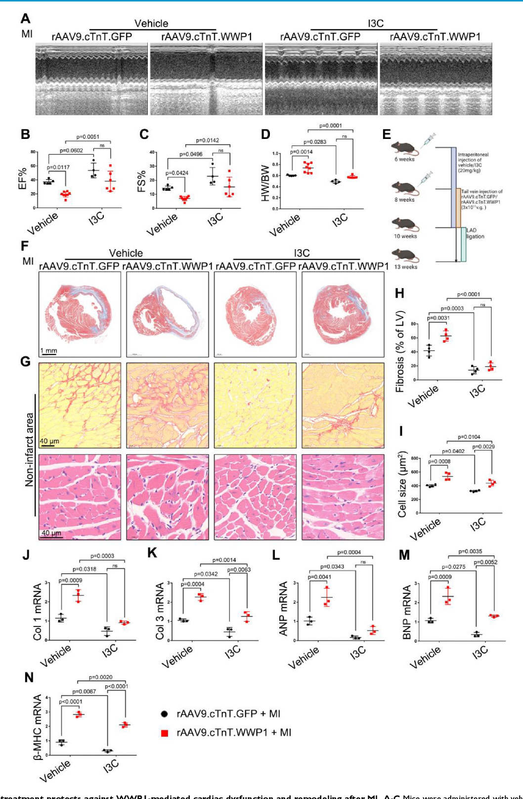 Figure 1 From Targeting Wwp1 Ameliorates Cardiac Ischemic Injury By