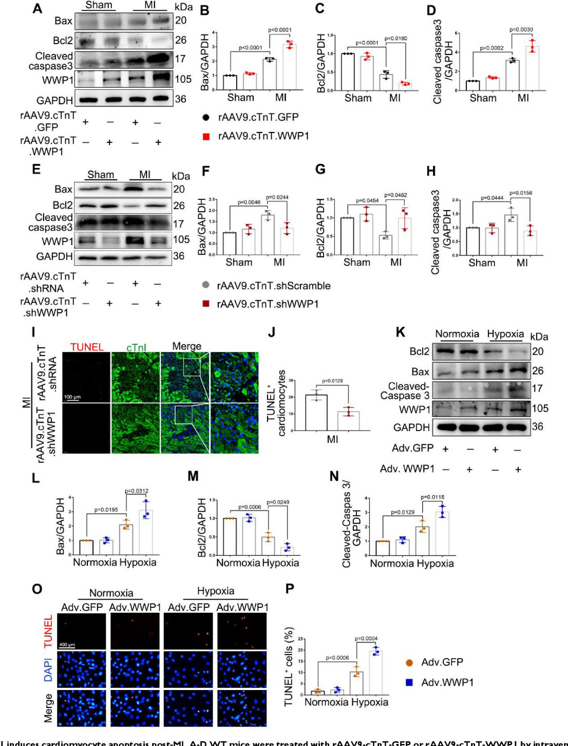 Figure 1 From Targeting Wwp1 Ameliorates Cardiac Ischemic Injury By