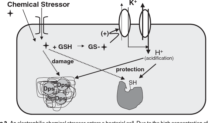 Figure 1 From Evaluating The Role Of Microbial Stress Response