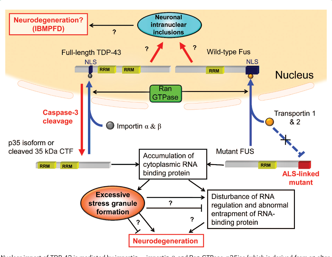 Figure 1 From Conjoint Pathologic Cascades Mediated By Alsftld U