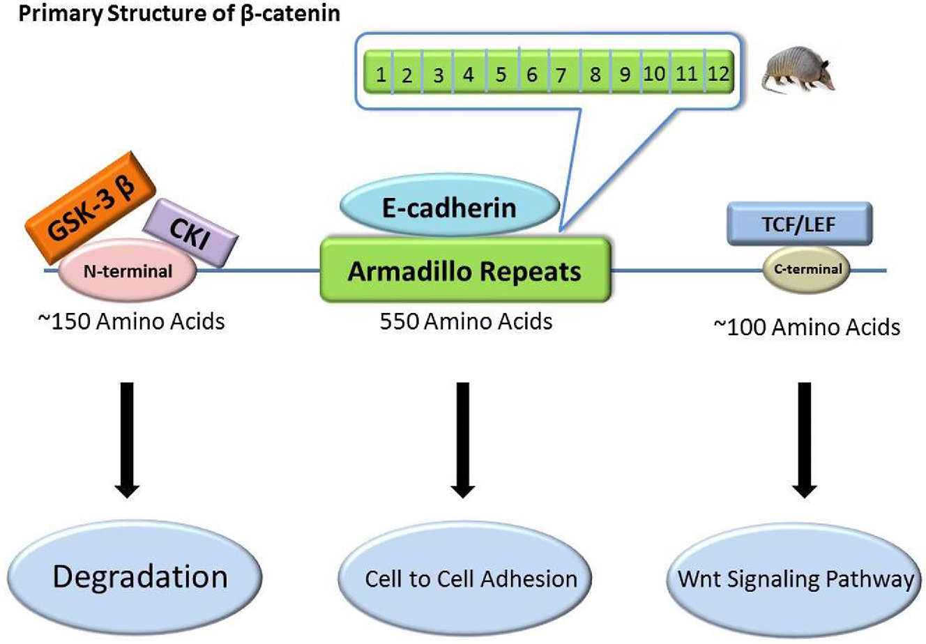 Figure 1 From Exon 3 Mutations Of Ctnnb1 Drive Tumorigenesis A Review