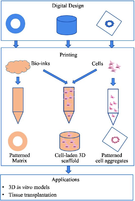 Smart Hydrogels For 3d Bioprinting Semantic Scholar