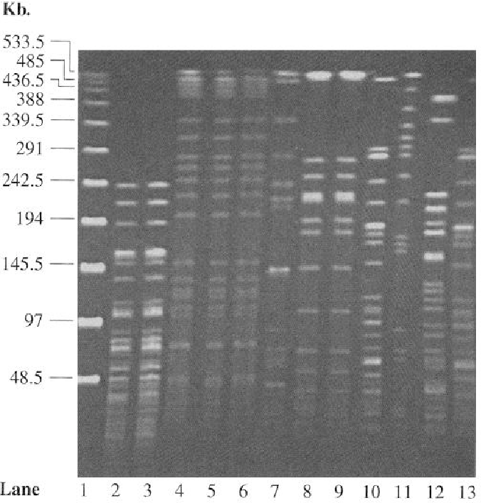 Pulsed Field Gel Electrophoresis Semantic Scholar