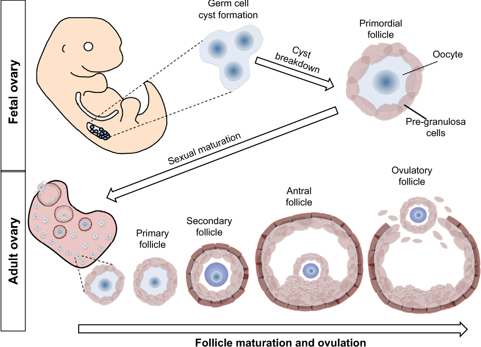 Pdf The Developmental Origins Of The Mammalian Ovarian Reserve