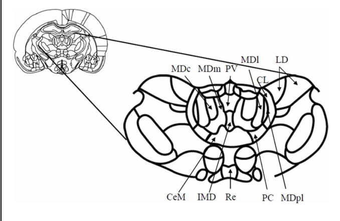 Figure 1 From What Does The Mediodorsal Thalamus Do Semantic Scholar