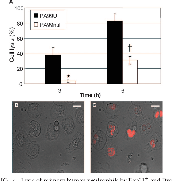 Pdf Pseudomonas Aeruginosa Induces Localized Immunosuppression During