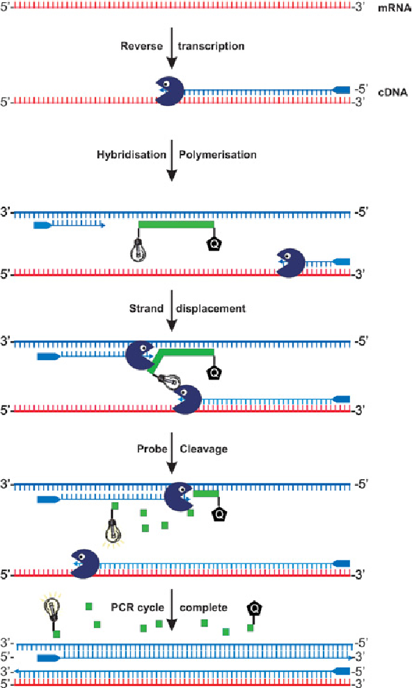 Pdf Real Time Reverse Transcription Pcr Qrt Pcr And Its Potential