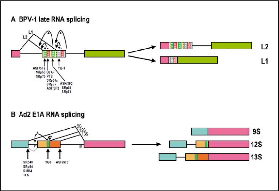 Figure 1 From Regulation Of Alternative Rna Splicing By Exon Definition