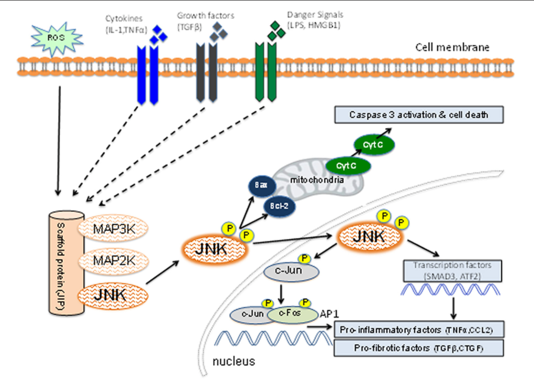 Jnk Signaling Pathway