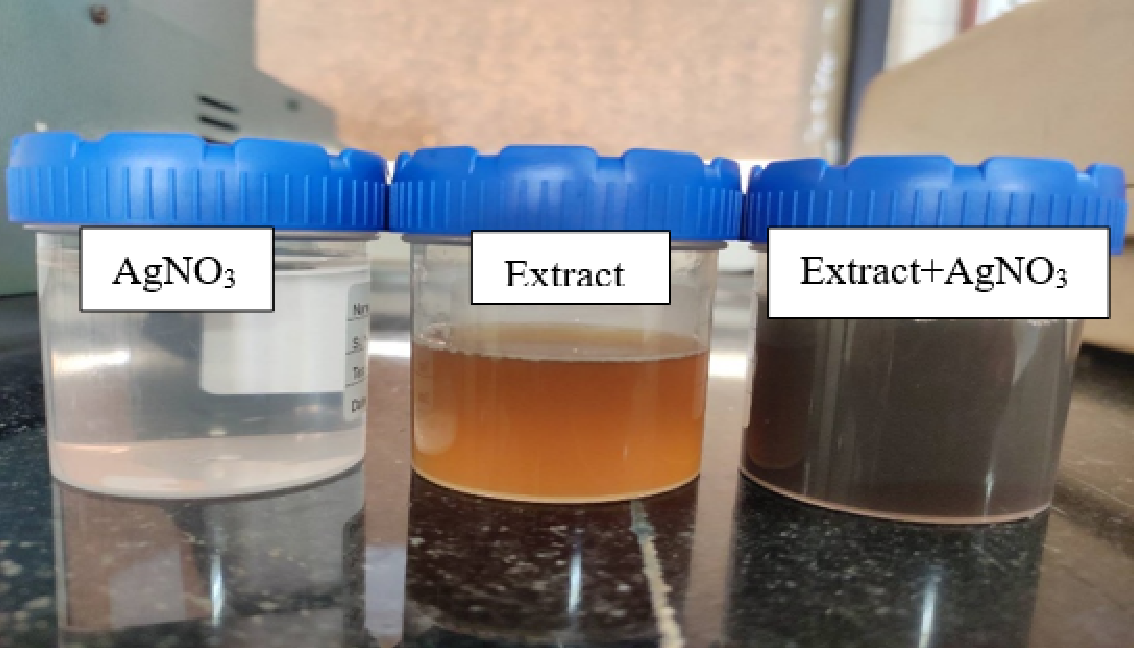 Figure 3 From Green Synthesis Of Silver Nanoparticles Using Moringa