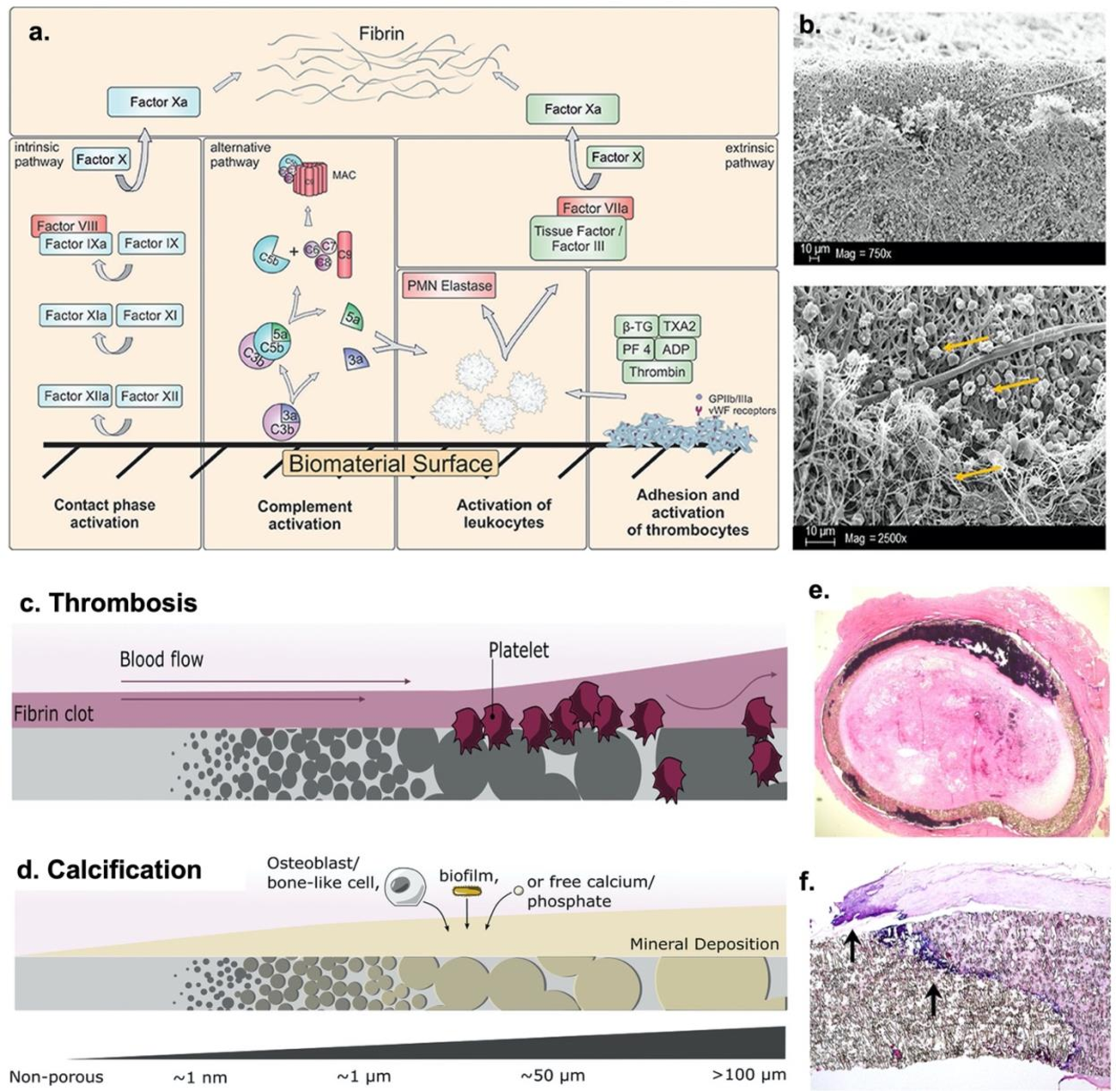 Figure 1 From Advancements In Surface Modification Strategies Of Blood