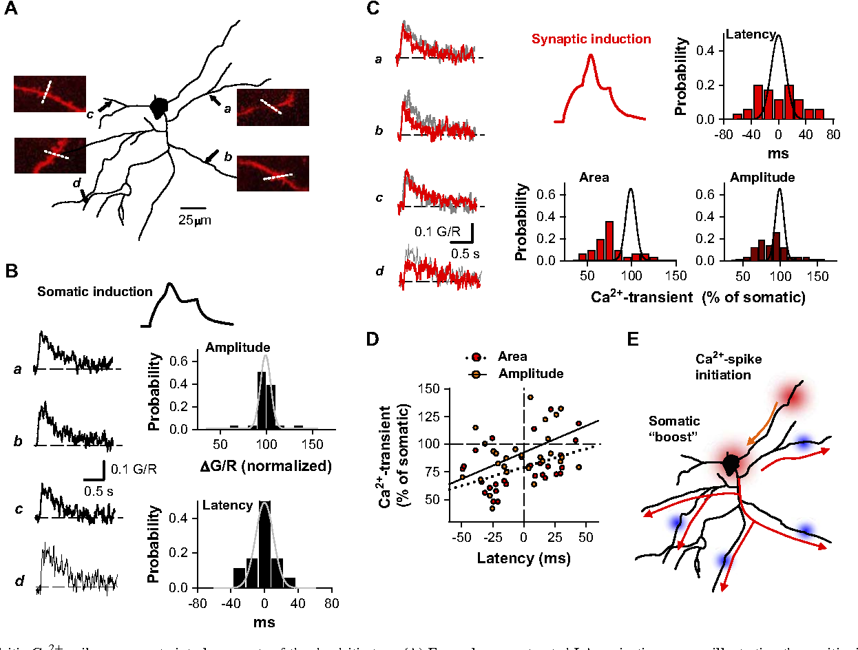 Figure 1 From Dendritic Calcium Spikes Induce Bi Directional Synaptic