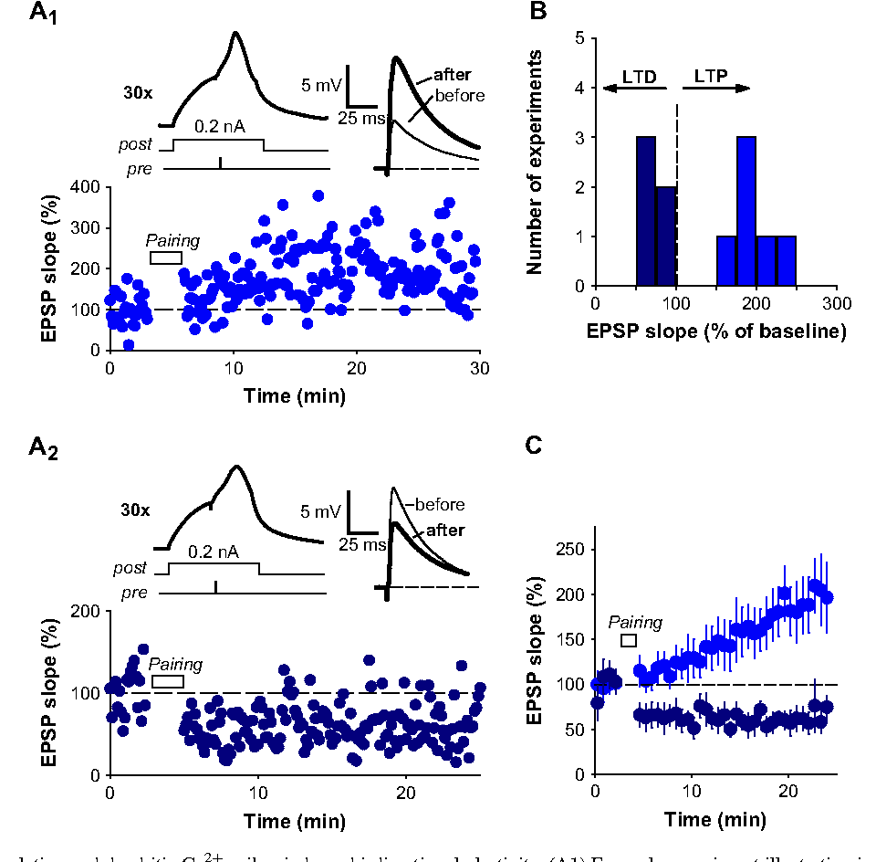 Figure 1 From Dendritic Calcium Spikes Induce Bi Directional Synaptic