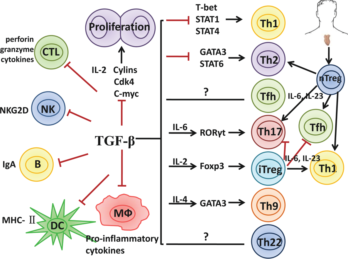 Figure 1 From Regulatory T Cells Vs Th17 Differentiation Of Th17