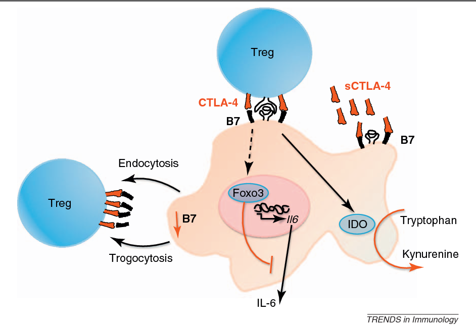 Figure 1 From Cell Autonomous And Non Autonomous Roles Of Ctla 4 In