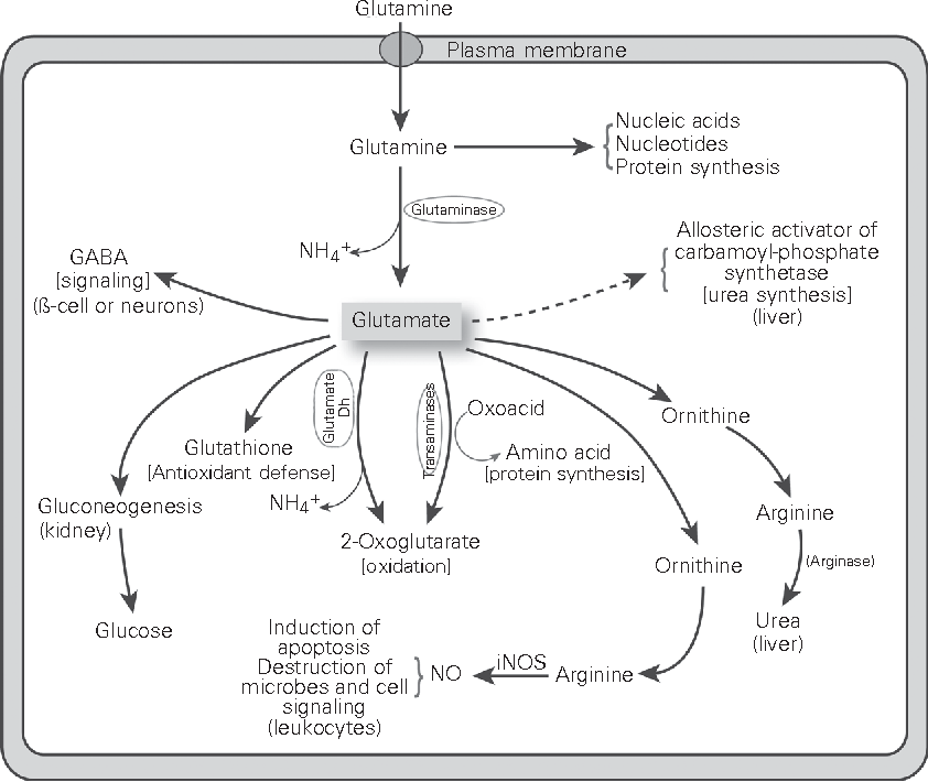 Pdf Glutamine And Glutamate As Vital Metabolites Semantic Scholar