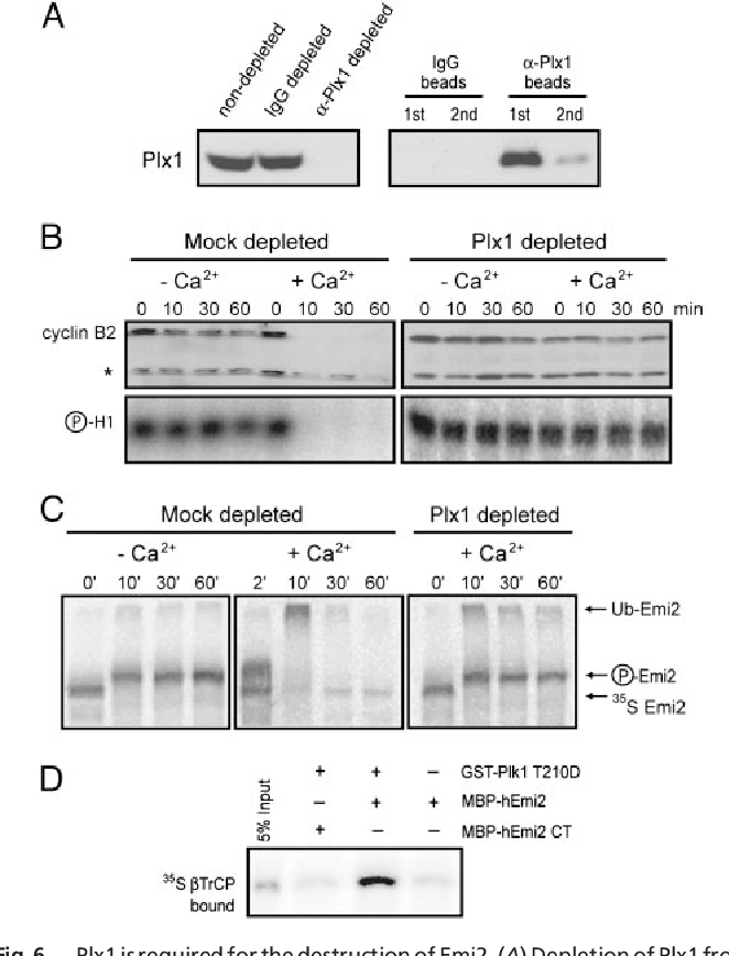 Figure 1 From A Role For The Anaphase Promoting Complex Inhibitor Emi2