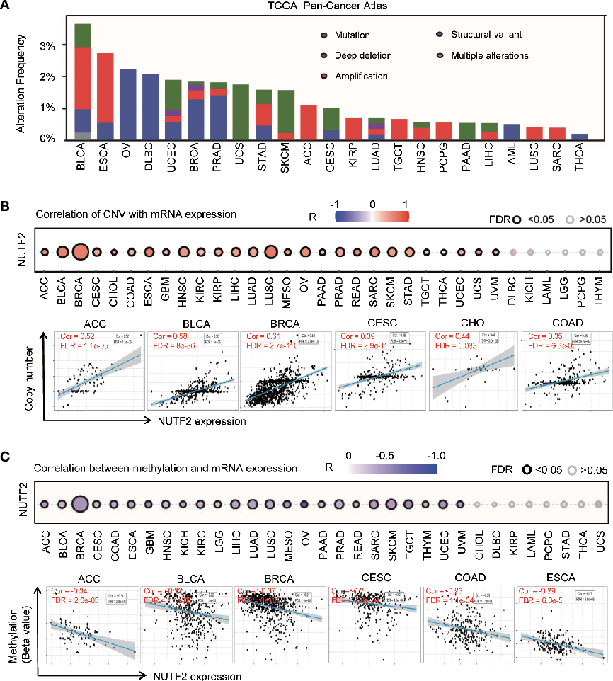 A Pan Cancer Analysis Of The Oncogenic Role Of Nuclear Transport Factor