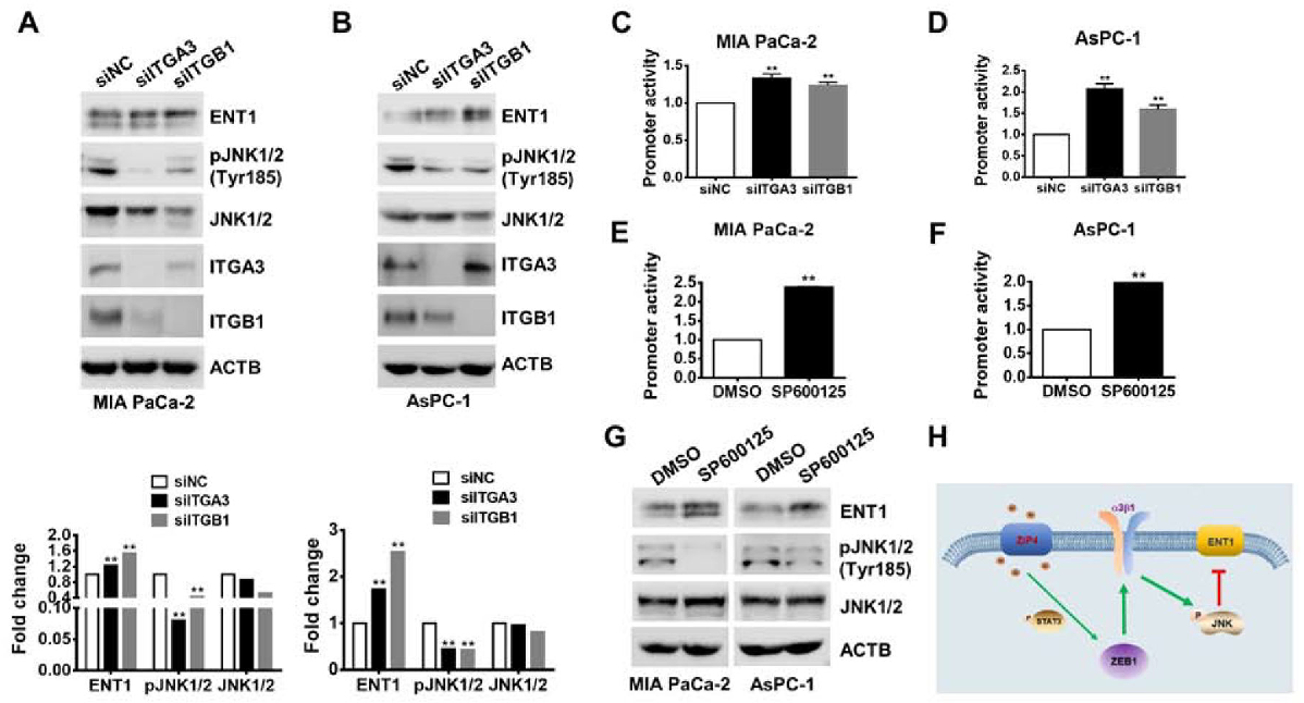 Figure 7 From Zip4 Increases Expression Of Transcription Factor Zeb1 To