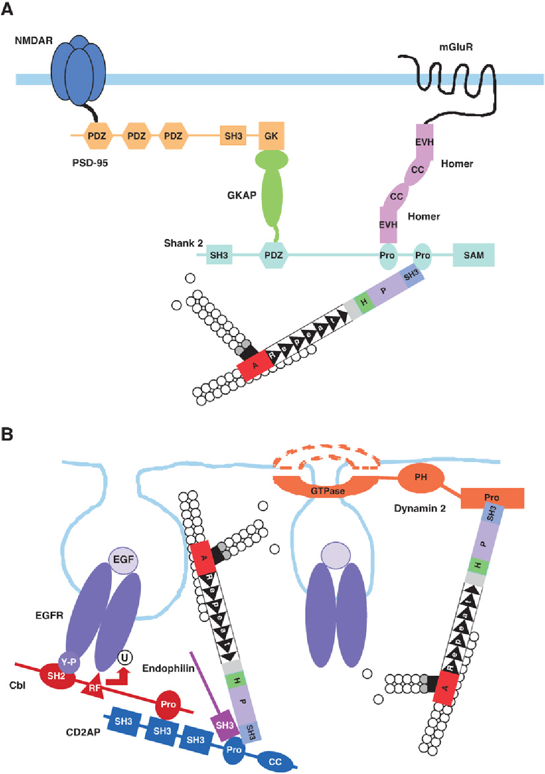 Figure 4 From Cortactin Signalling And Dynamic Actin Networks