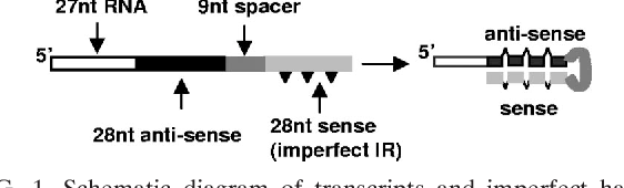 Pdf Herpes Simplex Virus Type 1 Suppresses Rna Induced Gene Silencing