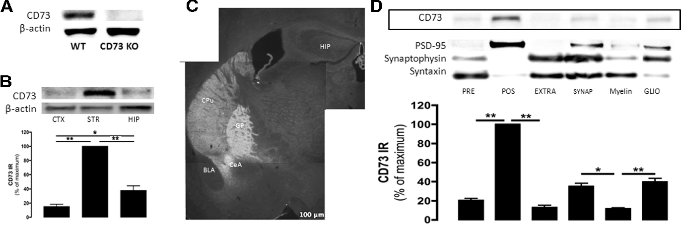 Figure 1 From Ecto 5′ Nucleotidase Cd73 Mediated Formation Of