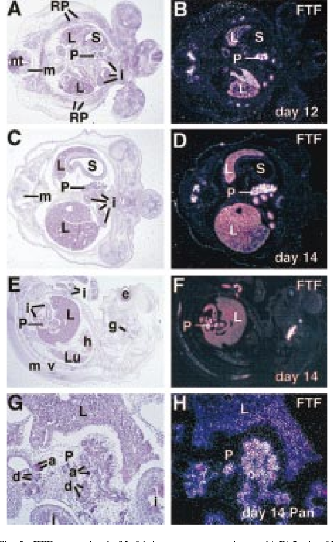 Figure 1 From The Nuclear Receptor Fetoprotein Transcription Factor Is