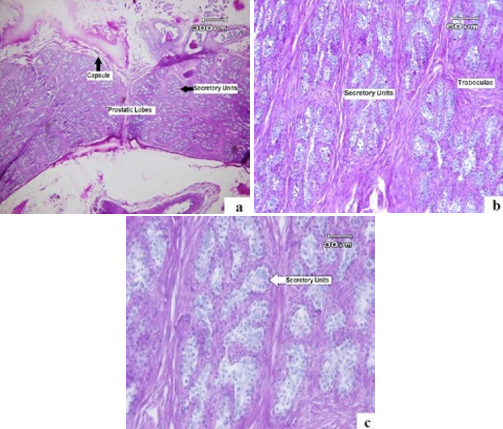 Figure 1 From Anatomy Histology And Histochemistry Of Accessory Sex