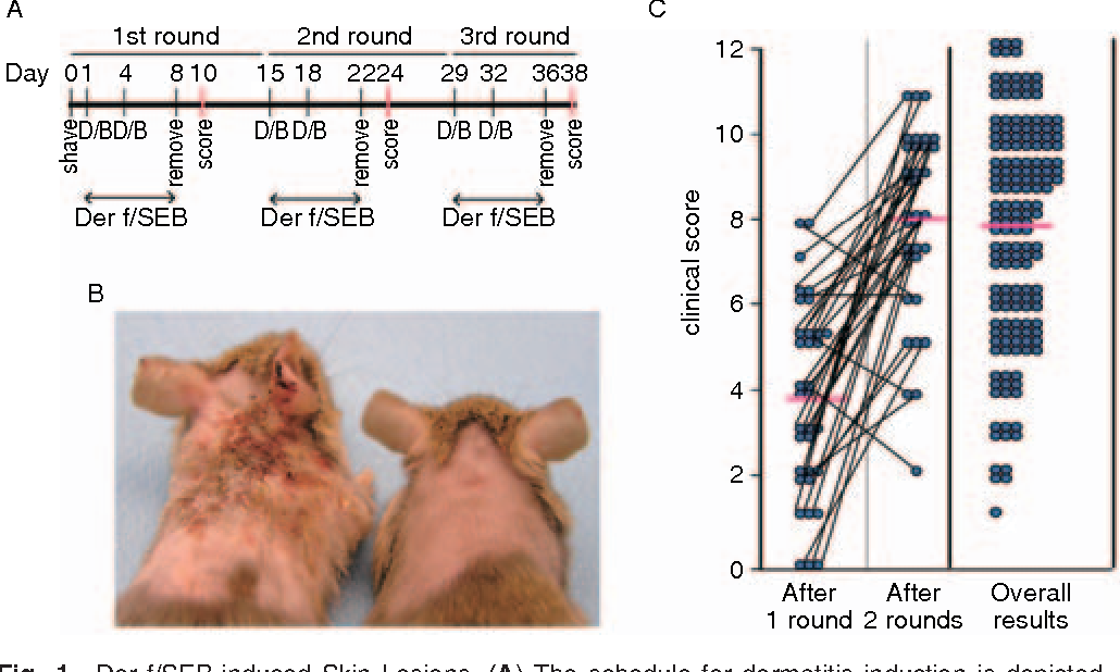 Figure 1 From An Improved Mouse Model Of Atopic Dermatitis And