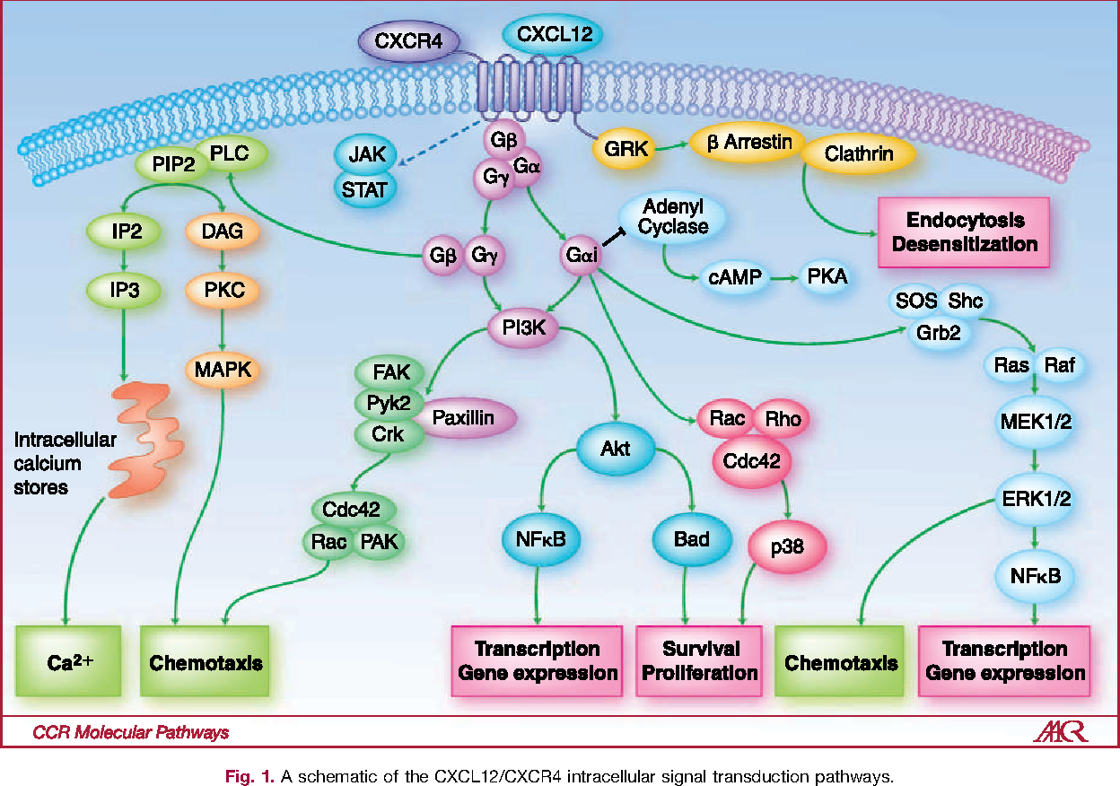 Pdf Cxcl12 Sdf 1cxcr4 Pathway In Cancer Semantic Scholar