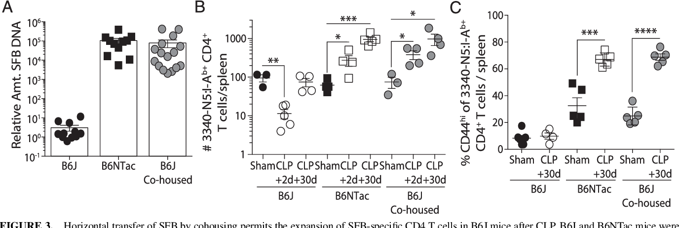 Segmented Filamentous Bacterium Semantic Scholar