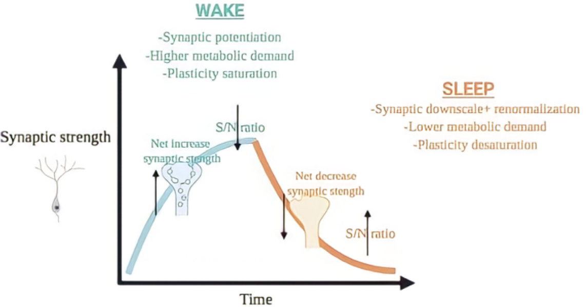 Figure 4 From The Consequences Of Sleep Deprivation On Cognitive