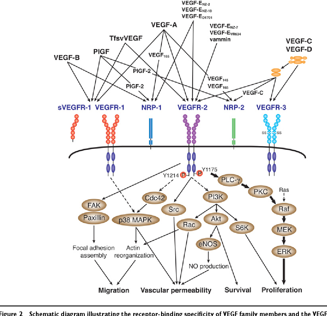 Figure 2 From The Vascular Endothelial Growth Factor Vegfvegf