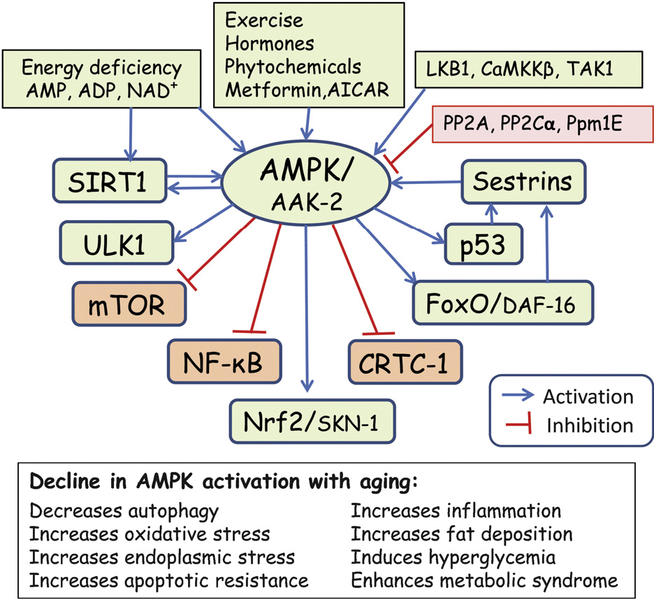 Amp Activated Protein Kinase Ampk Controls The Aging Process Via An