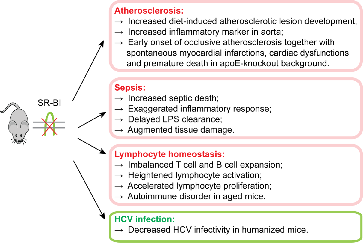 Figure 12 From Role Of Scavenger Receptor Class B Type I In