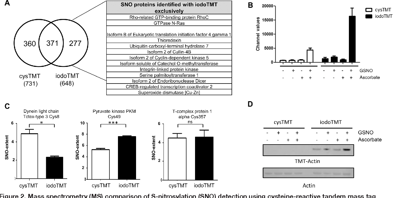 Figure 1 From Dual Labeling Biotin Switch Assay To Reduce Bias Derived