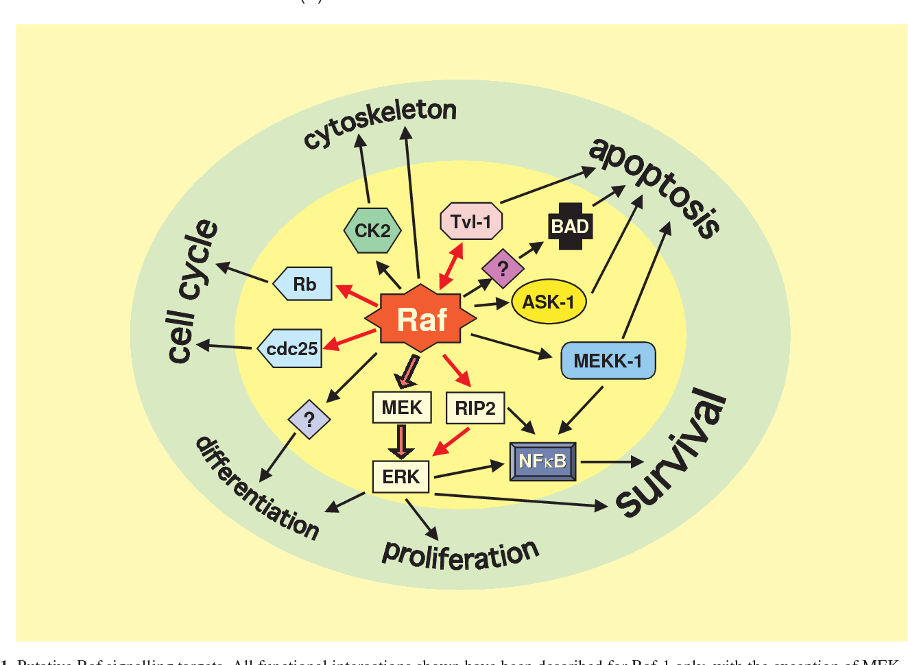 Cell Signalling Map Kinase Signaling With Phospho Elisa