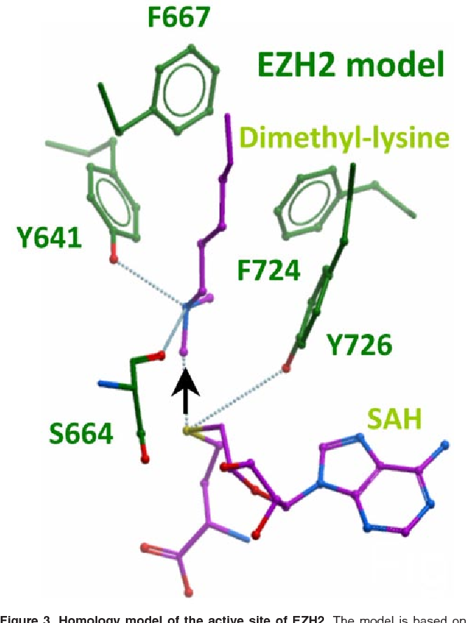 Figure 1 From Somatic Mutations At Ezh2 Y641 Act Dominantly Through A