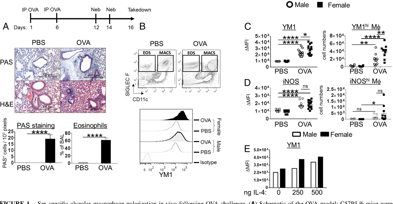 Figure 1 From Estrogen Signaling Contributes To Sex Differences In