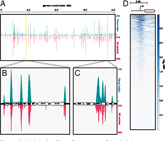 Figure 1 From Cell Cycle Progression In Caulobacter Requires A Nucleoid