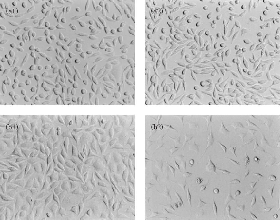 Figure 2 From Cytotoxicity Of Two Step Self Etching Primeradhesives On