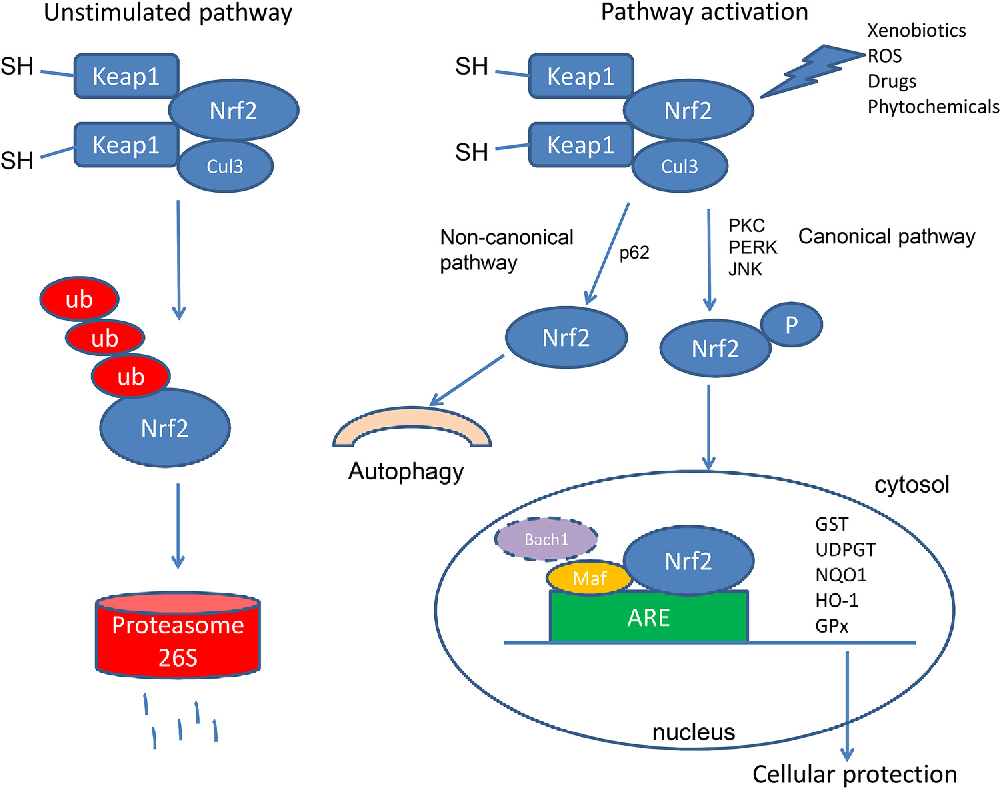 The Nrf 2 Are Signaling Pathway An Update On Its Regulation And