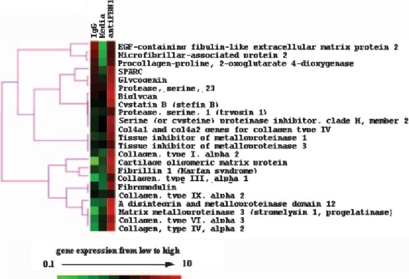 Figure 1 From Autoantibodies To Fibrillin 1 Activate Normal Human