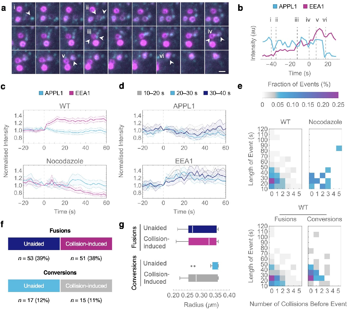 Figure 3 From Heterotypic Endosomal Interactions Drive Emergent Early