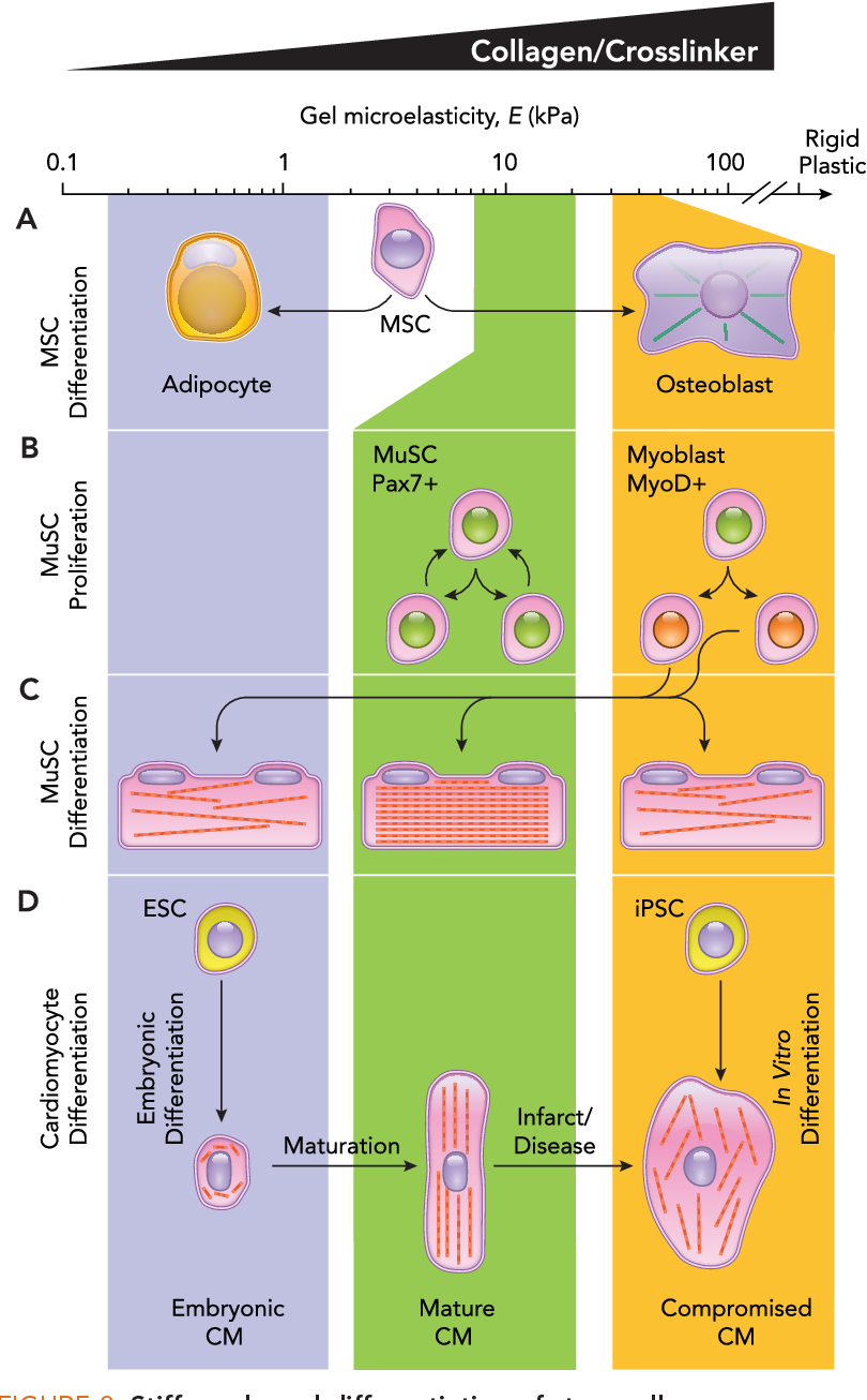 Figure 2 From Stem Cell Differentiation Is Regulated By Extracellular