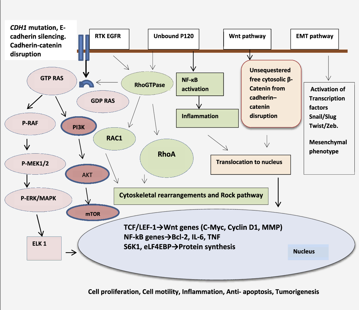 Figure 1 From Cdh1 E Cadherin Mutation And Gastric Cancer Genetics