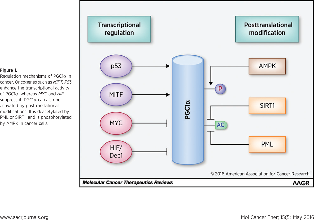 Figure 3 From The Role Of Pgc 1 A In Cancer Metabolism And Its