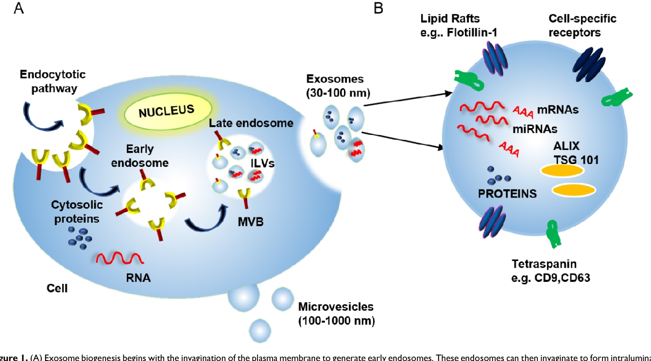 Pdf Role Of Extracellular Vesicles In Viral And Bacterial Infections