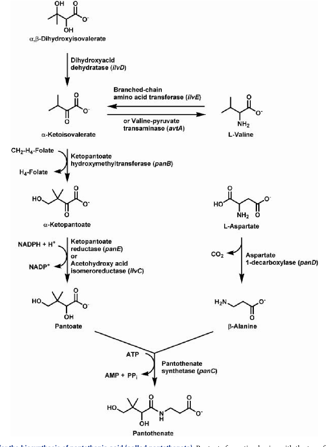 Biosynthesis Of Pantothenic Acid And Coenzyme A Semantic Scholar